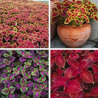Rare Coleus Seeds, 100 pcs/pack – GreenSeedGarden