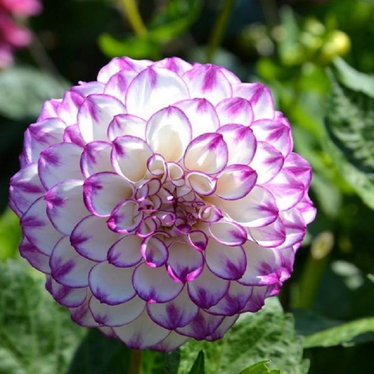 Unique Blue Fireball Dahlia Seeds, 100 Pcs/pack – GreenSeedGarden