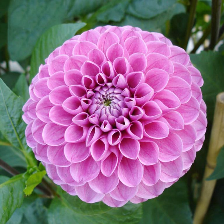 Unique Blue Fireball Dahlia Seeds, 100 Pcs/pack – GreenSeedGarden