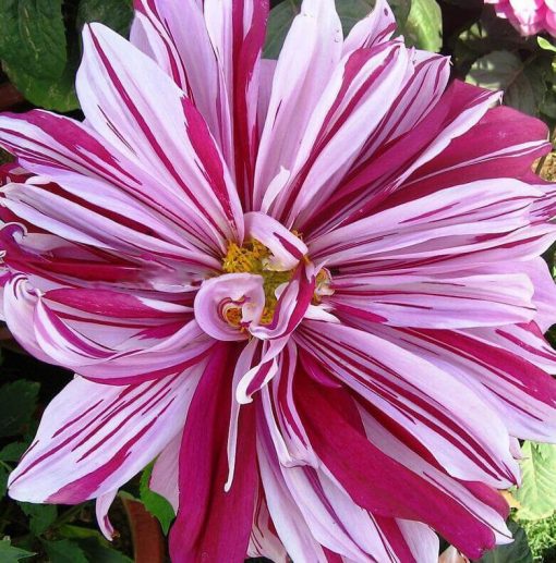 Unique Blue Fireball Dahlia Seeds, 100 Pcs/pack – GreenSeedGarden