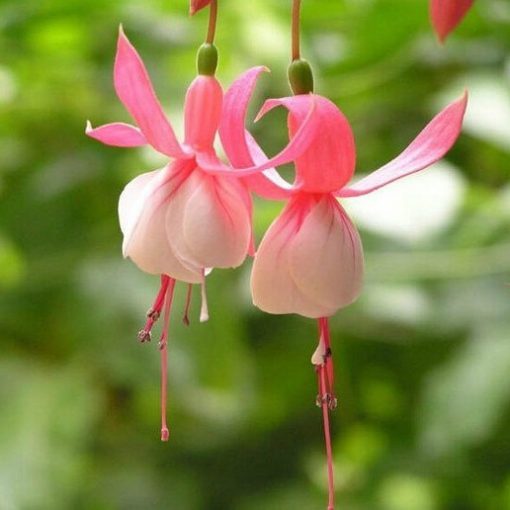 Multi-Varieties Fuchsia Hybrida Seeds, 100pcs/pack – GreenSeedGarden
