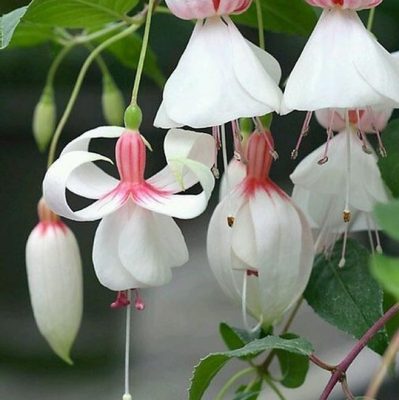 Mixed Fuchsia Flower Seeds, 100pcs/pack – GreenSeedGarden