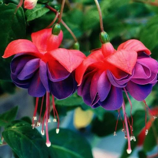 Multi-Varieties Fuchsia Flower Seeds, 100pcs/pack – GreenSeedGarden
