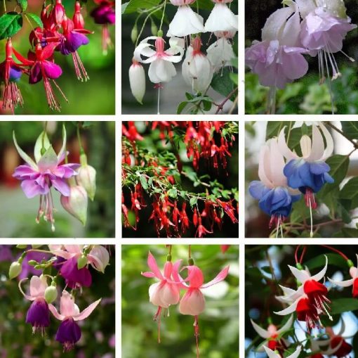 Multi-Varieties Fuchsia Flower Seeds, 100pcs/pack – GreenSeedGarden
