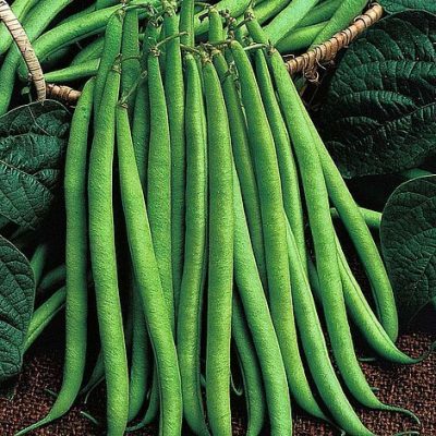 Multicolor Organic Bean Seeds, 20pcs/pack – GreenSeedGarden