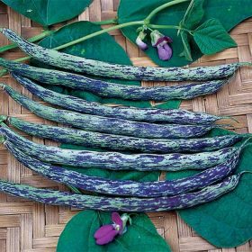 Multicolor Organic Bean Seeds, 20pcs/pack – GreenSeedGarden
