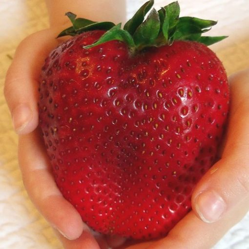 Giant Strawberry Seeds, 300pcs/pack – GreenSeedGarden