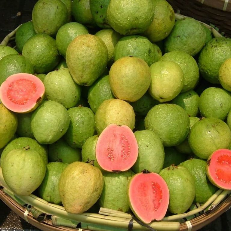Red Guava Seeds, Fruit seeds, 30pcs/pack – GreenSeedGarden