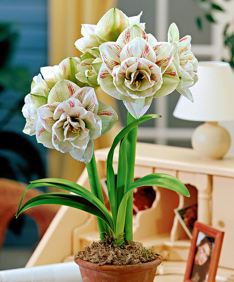 1pcs Real Hippeastrum Bulbs, Amaryllis – GreenSeedGarden