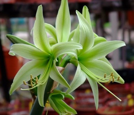 1pc Real Hippeastrum Bulbs, Amaryllis Bulbs – GreenSeedGarden