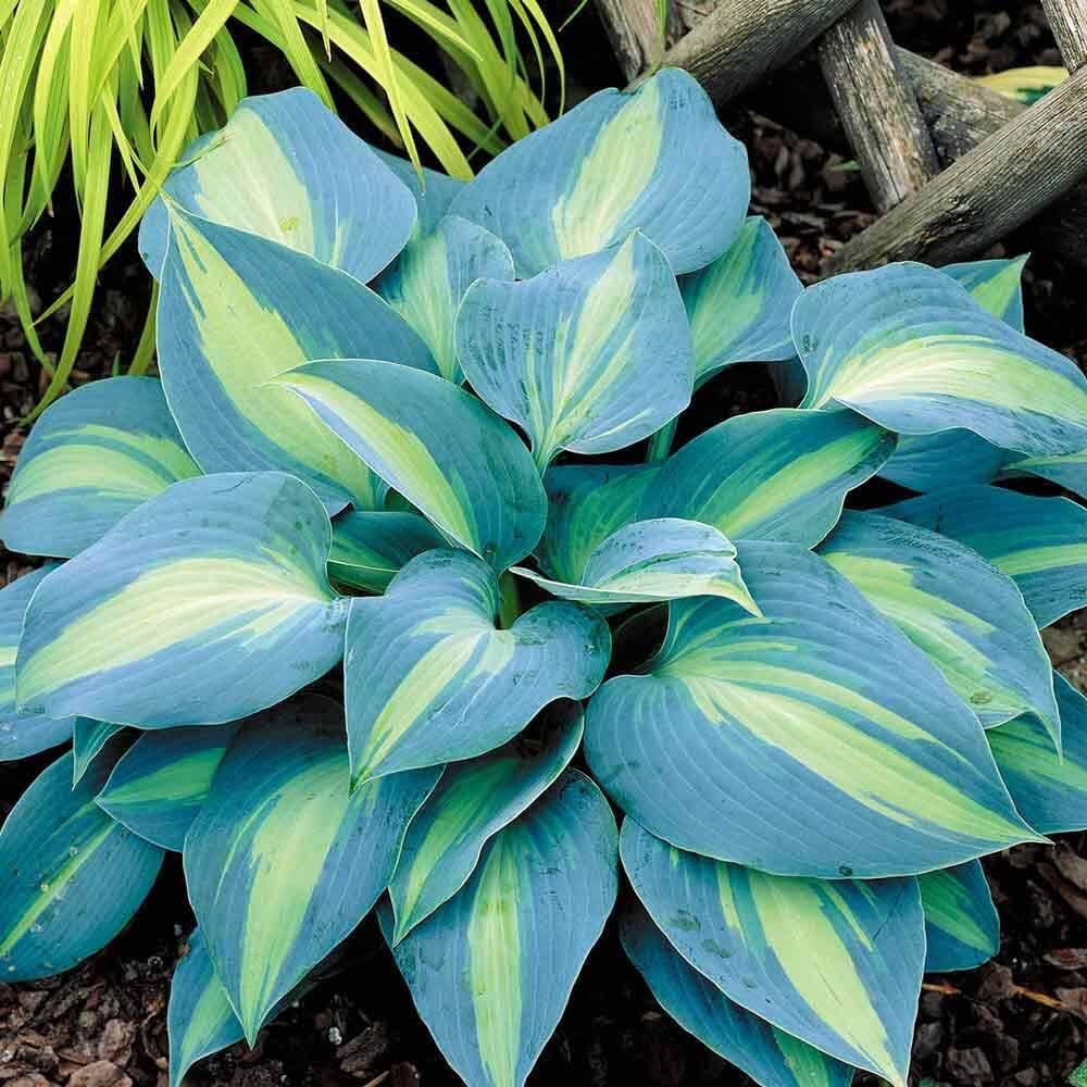 Multi Varieties Hosta Seeds Ground Cover Plant 100pcs pack