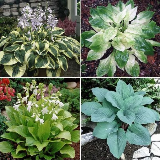 20 Varieties Rare Hosta Plant Seeds, 100pcs/pack – GreenSeedGarden