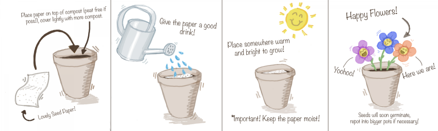 Daylily Hybrid Flowers Seed