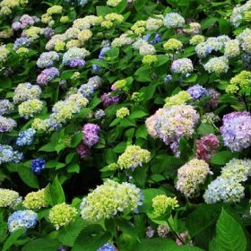 Beautiful Hydrangea Seeds, 20pcs/pack – GreenSeedGarden