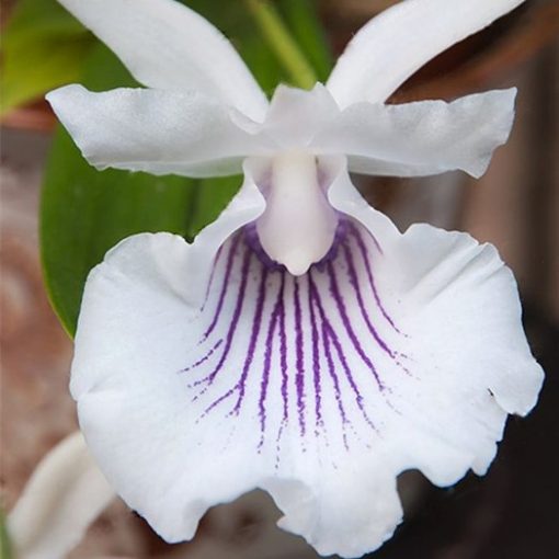 Rare Iris Flower Seeds, 100pcs/pack – GreenSeedGarden