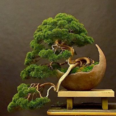 Pine Seeds, Indoor Bonsai Tree, 20pcs/pack – GreenSeedGarden
