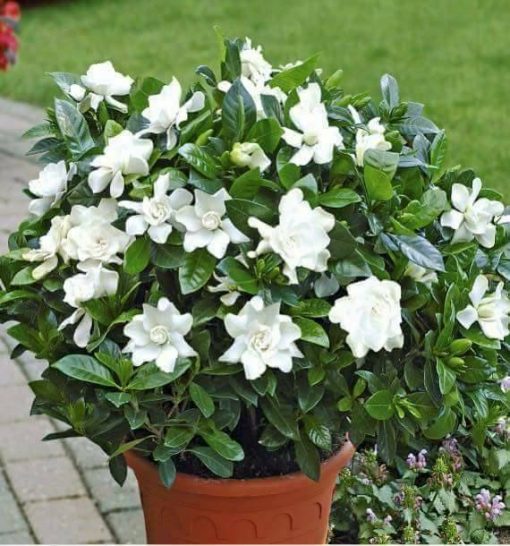 Jasmine Seeds, 20 seeds/pack – GreenSeedGarden