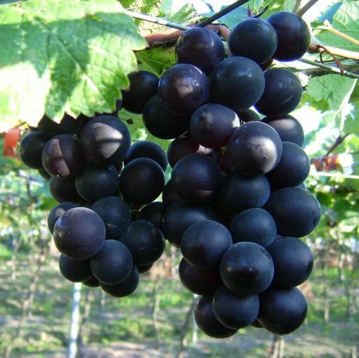 Kyoho Grapes Seeds, 30pcs/pack – GreenSeedGarden