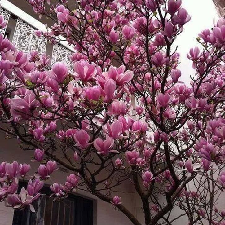 Multi-Color Magnolia Seeds, 10pcs/pack – GreenSeedGarden