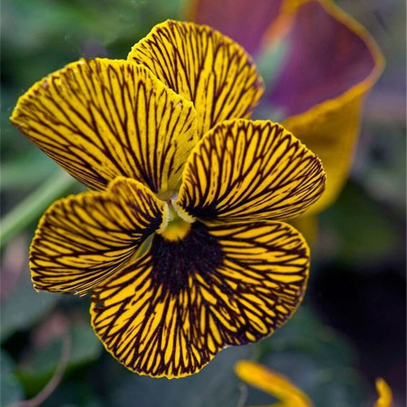 Beautiful Pansy Seeds, Multi-Color Wavy Viola Tricolor Flower Seeds ...