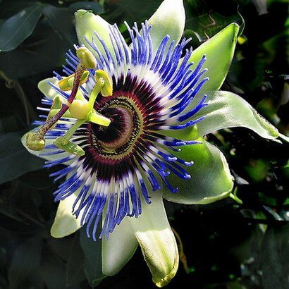 Rare Passion Flower Seeds, Passiflora Incarnata, 100pcs/bag ...