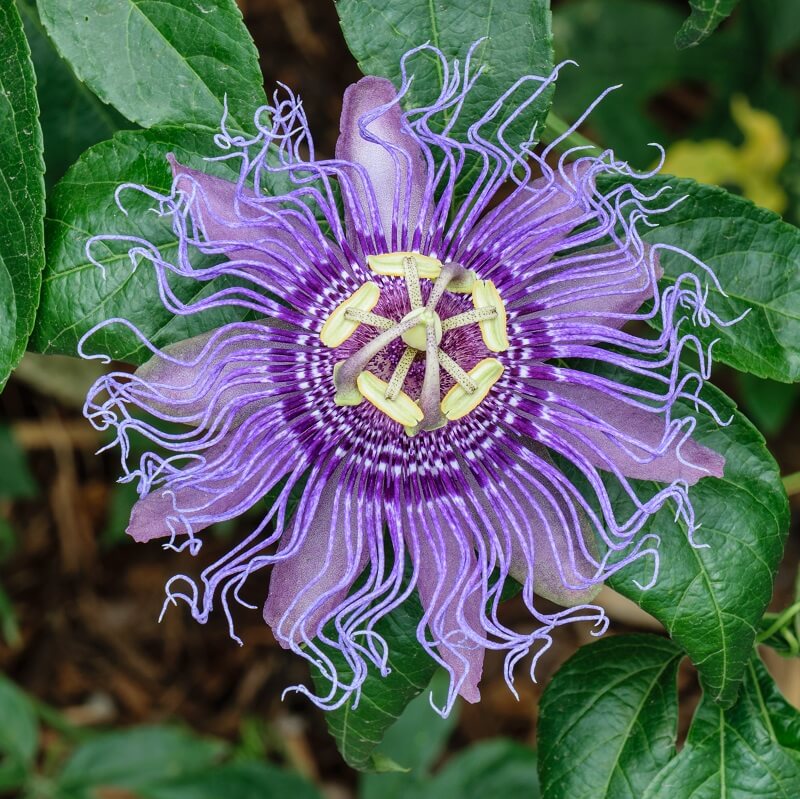 Rare Passion Flower Seeds, Passiflora Incarnata, 100pcs/bag ...