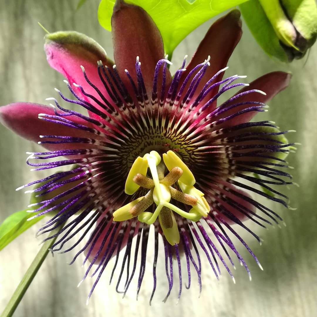 Rare Passion Flower Seeds Passiflora Incarnata 100pcsbag Greenseedgarden