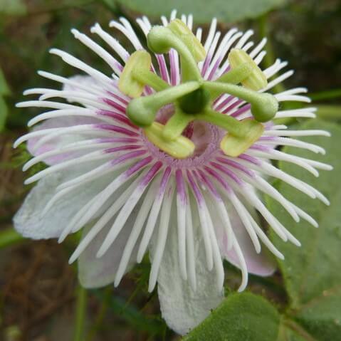 Rare Passion Flower Seeds, Passiflora Incarnata, 100pcs/bag ...