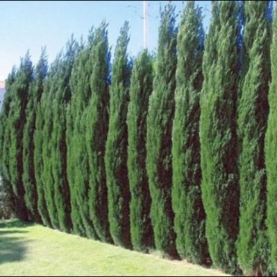 Pencil Point Juniper Seeds, Cupressus Sempervirens Stricta Seeds, 50pcs ...