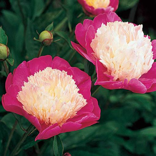 Multi-Color Rare Peony Seeds, 10pcs/pack – GreenSeedGarden