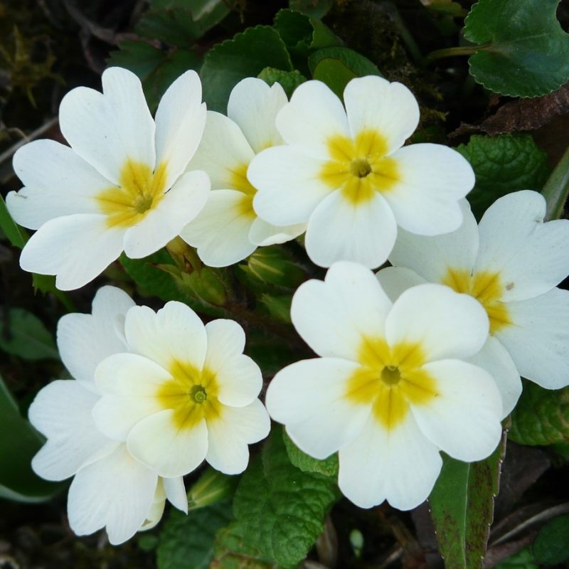 Multi-Color Primula Malacoides Seeds, Evening Primrose, 200pcs/pack ...