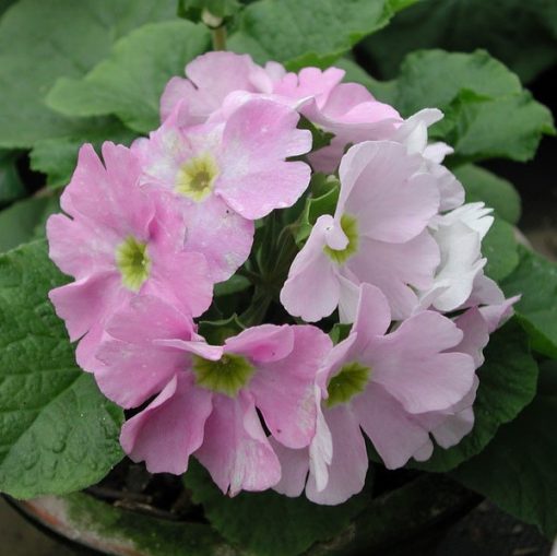 Multi-Color Primula Malacoides Seeds, Evening Primrose, 200pcs/pack ...