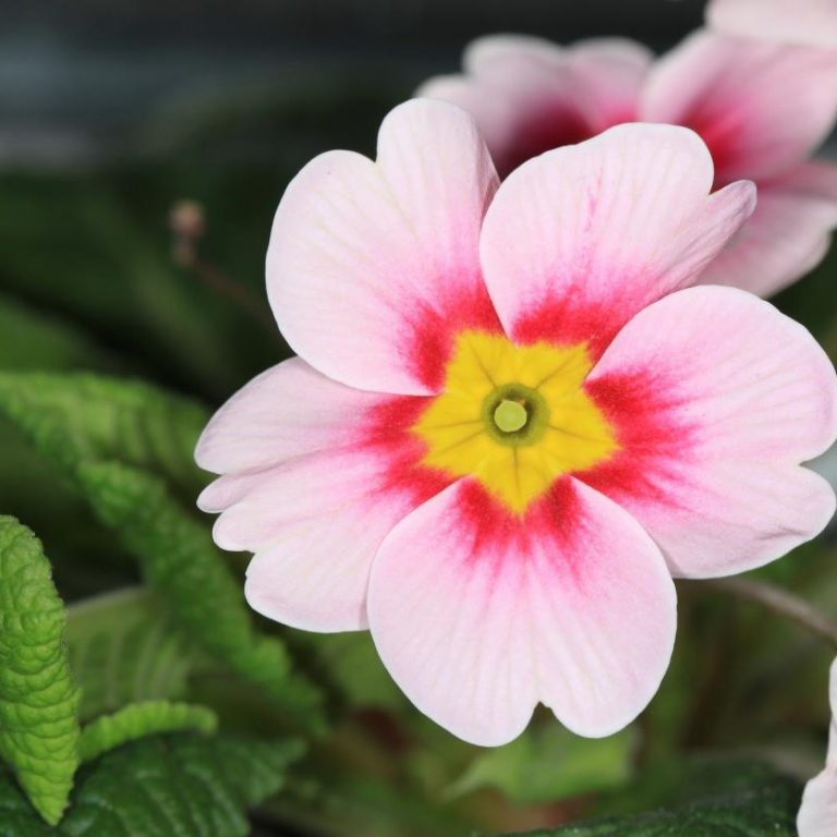 Multi-Color Primula Malacoides Seeds, Evening Primrose, 200pcs/pack ...