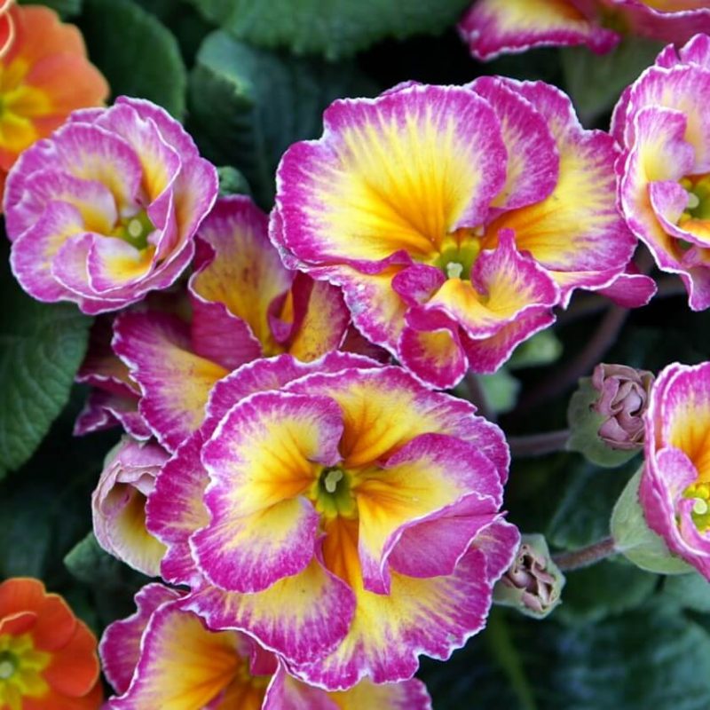 Multi-Color Primula Malacoides Seeds, Evening Primrose, 200pcs/pack ...