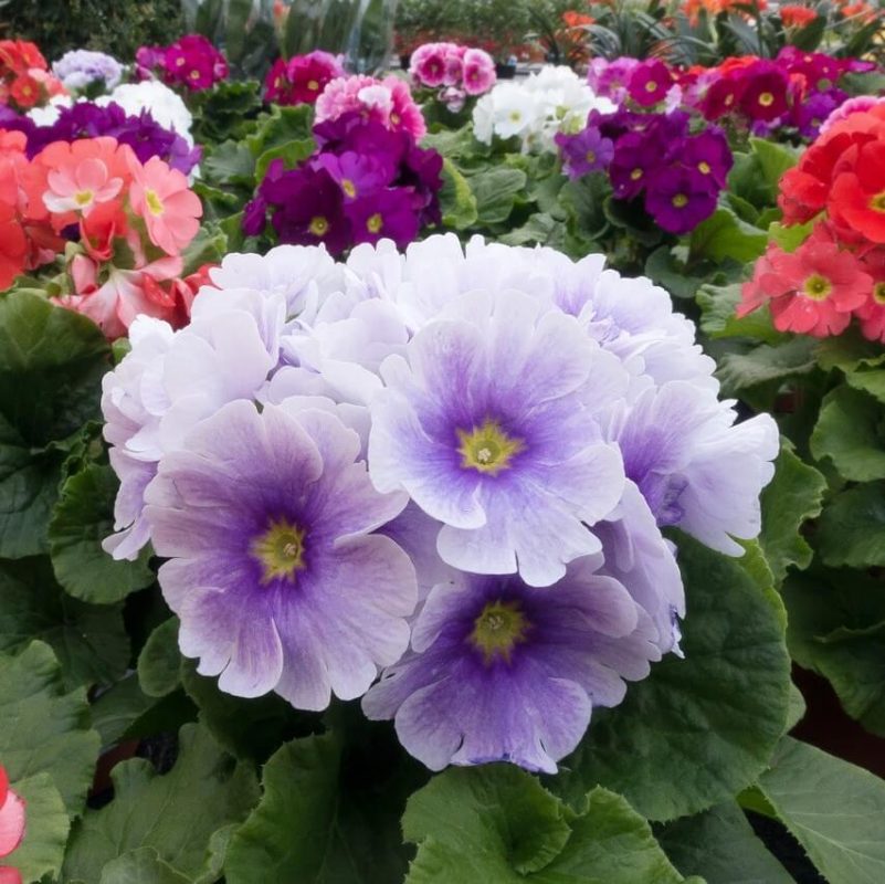 Multi-Color Rose Seeds, Double Petal Rose, 100pcs/Pack – GreenSeedGarden