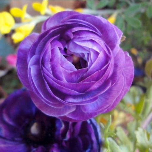 100 PCS Seeds Mixed Color Ranunculus Asiaticus Flower – GreenSeedGarden
