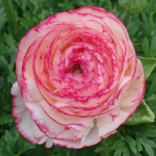 100 PCS Seeds Mixed Color Ranunculus Asiaticus Flower – GreenSeedGarden