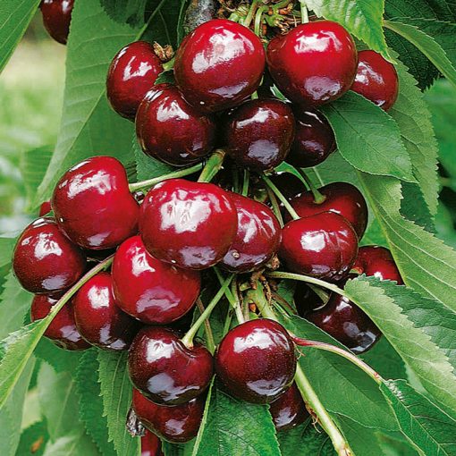 Red Cherry Seeds, Dwarf Fruit Tree, 20pcs/pack – GreenSeedGarden
