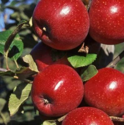 Red Devil Apple Tree Seeds, 30pcs/pack – GreenSeedGarden