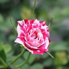 Multi-Color Rose Flower Seeds, 100pcs/pack – GreenSeedGarden