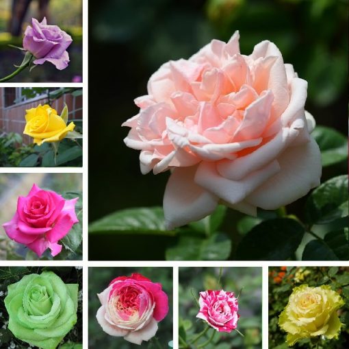 Multi-Color Rose Seeds, Double Petal Rose, 100pcs/Pack – GreenSeedGarden