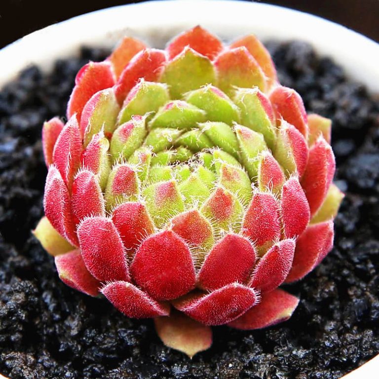 Rare Beautiful Mixed Succulents Seeds, 200pcs/pack – GreenSeedGarden