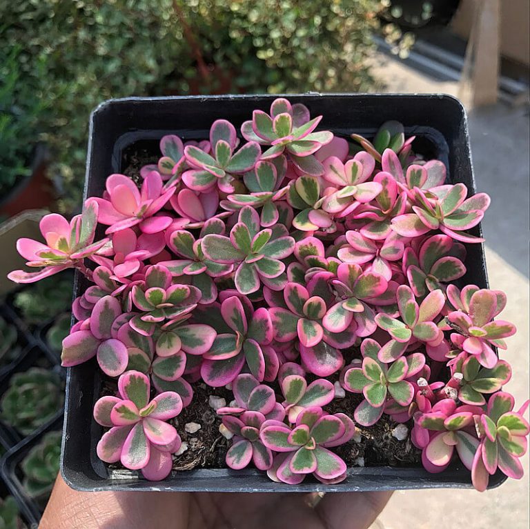Portulaca Grandiflora Seeds, Succulents Seed, 100pcs/pack – GreenSeedGarden Portulaca Grandiflora Seeds, Succulents Seed, 100pcs/pack – GreenSeedGarden
