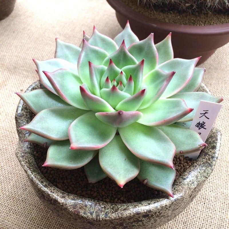 Mixed Lithops Pseudotruncatella Seeds, Living Stones Succulent Seeds ...