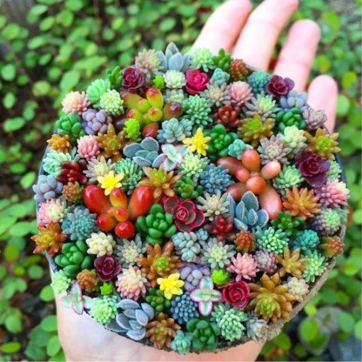 Blue Succulents Witchford Lithops Seeds, Cactus Seeds, 100pcs/pack ...