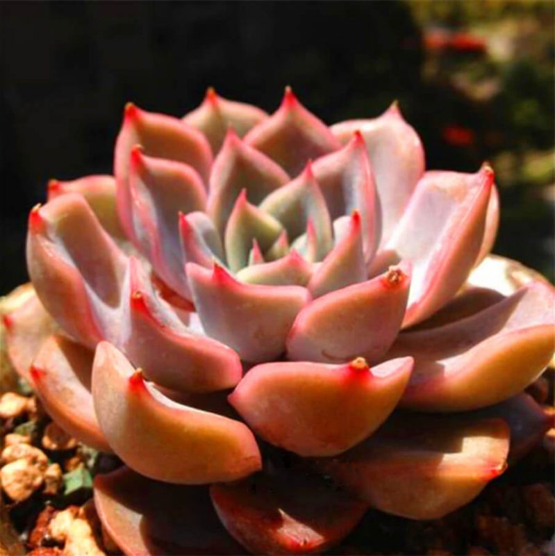 24 varieties Rare Succulents Seeds, Lithops Seeds, 100pcs/pack ...