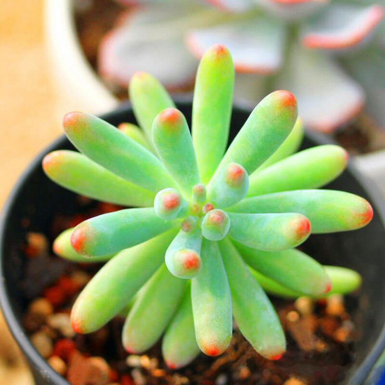 24 varieties Rare Succulents Seeds, Lithops Seeds, 100pcs/pack ...