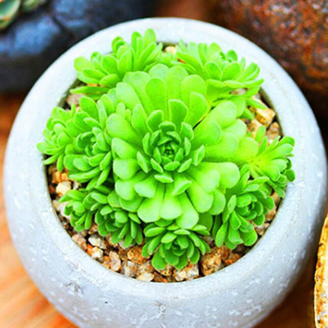 24 varieties Rare Succulents Seeds, Lithops Seeds, 100pcs/pack ...