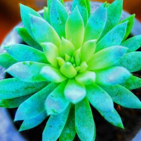 24 varieties Rare Succulents Seeds, Lithops Seeds, 100pcs/pack ...