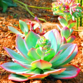 24 varieties Rare Succulents Seeds, Lithops Seeds, 100pcs/pack ...